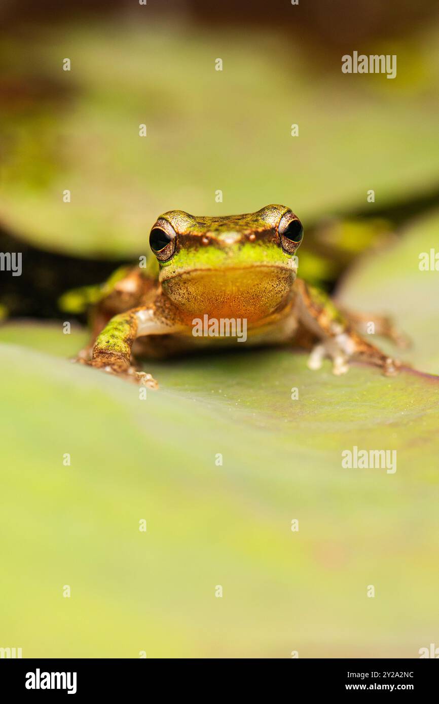 The wallum sedge frog, also known as the Olongburra frog or the sharp ...