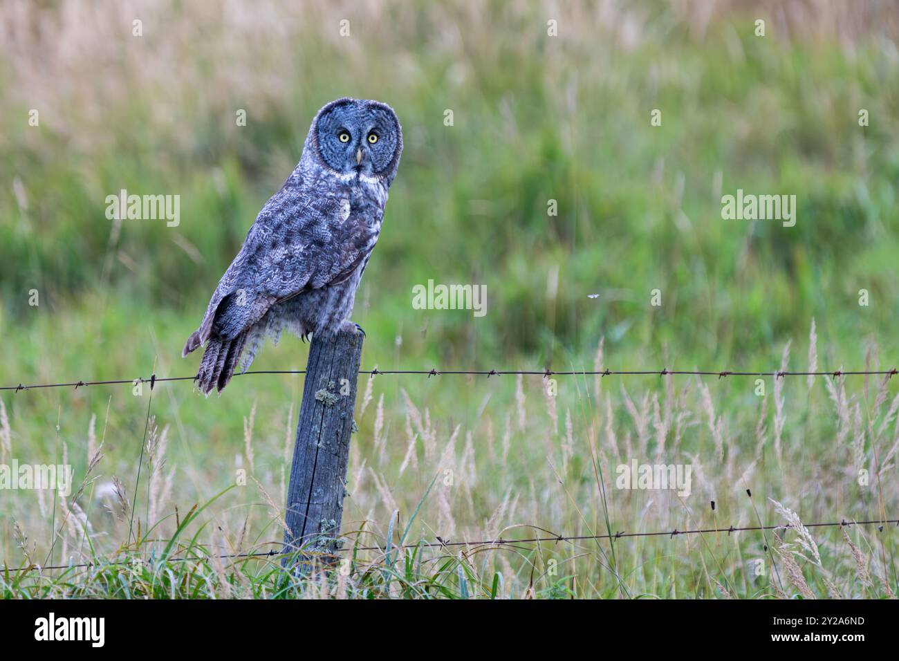 A Great Gray Owl perches on a fence post at the edge of a farmers field ...