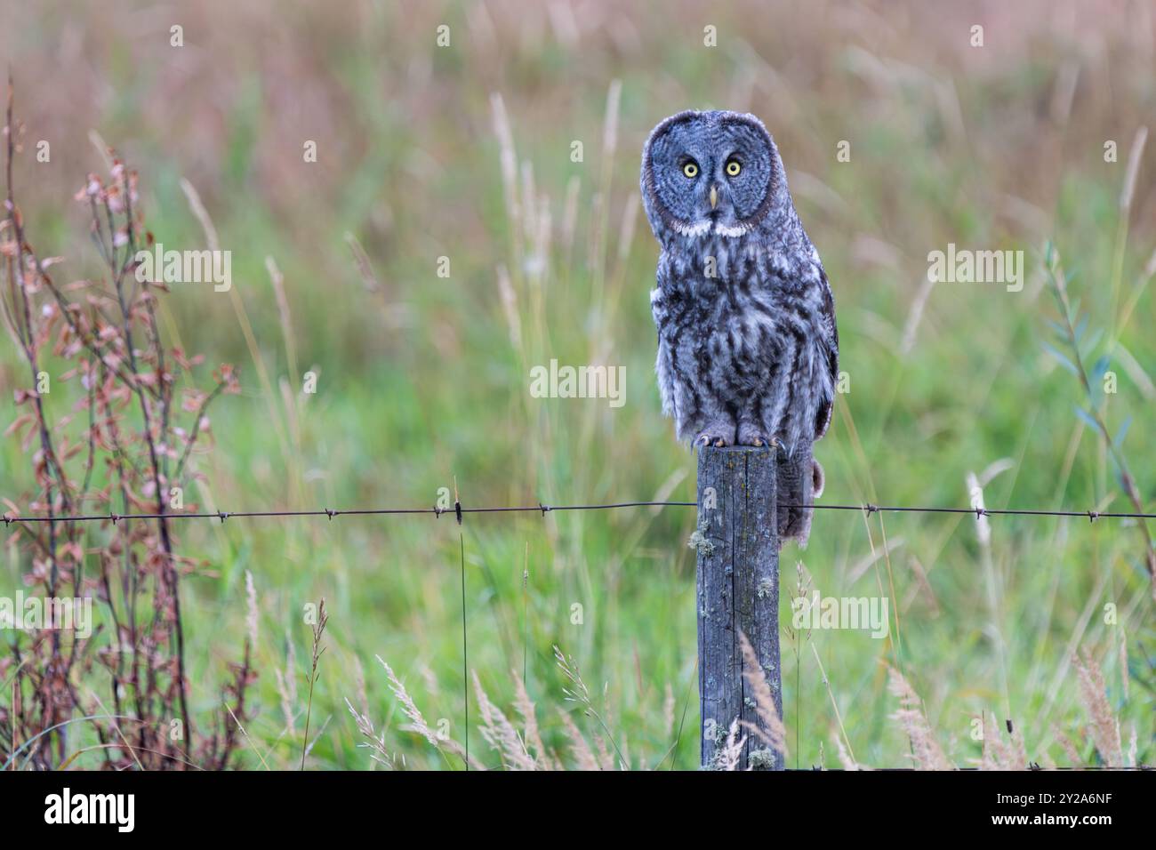 A Great Gray Owl perches on a fence post at the edge of a farmers field ...