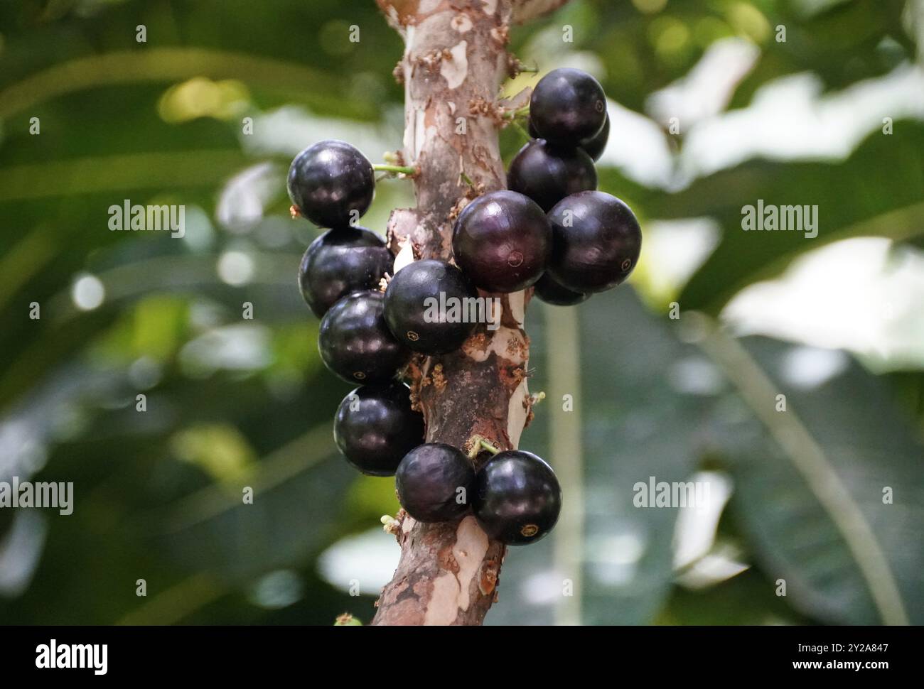 The clusters of Jaboticaba edible fruits, originated from Brazil and ...