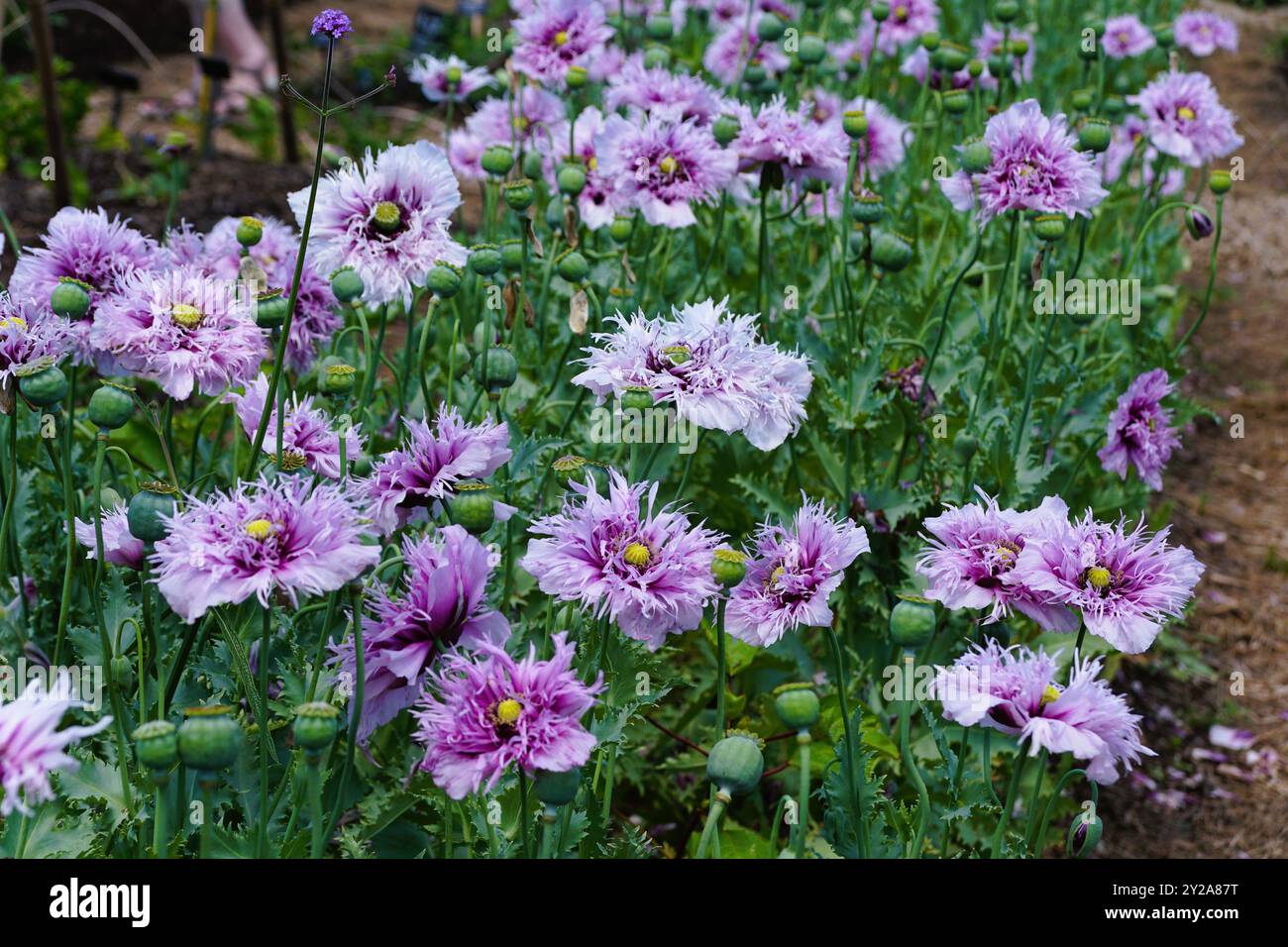 The light purple flowers of Poppy Papaver somniferum 'Sugar Plum' Stock ...