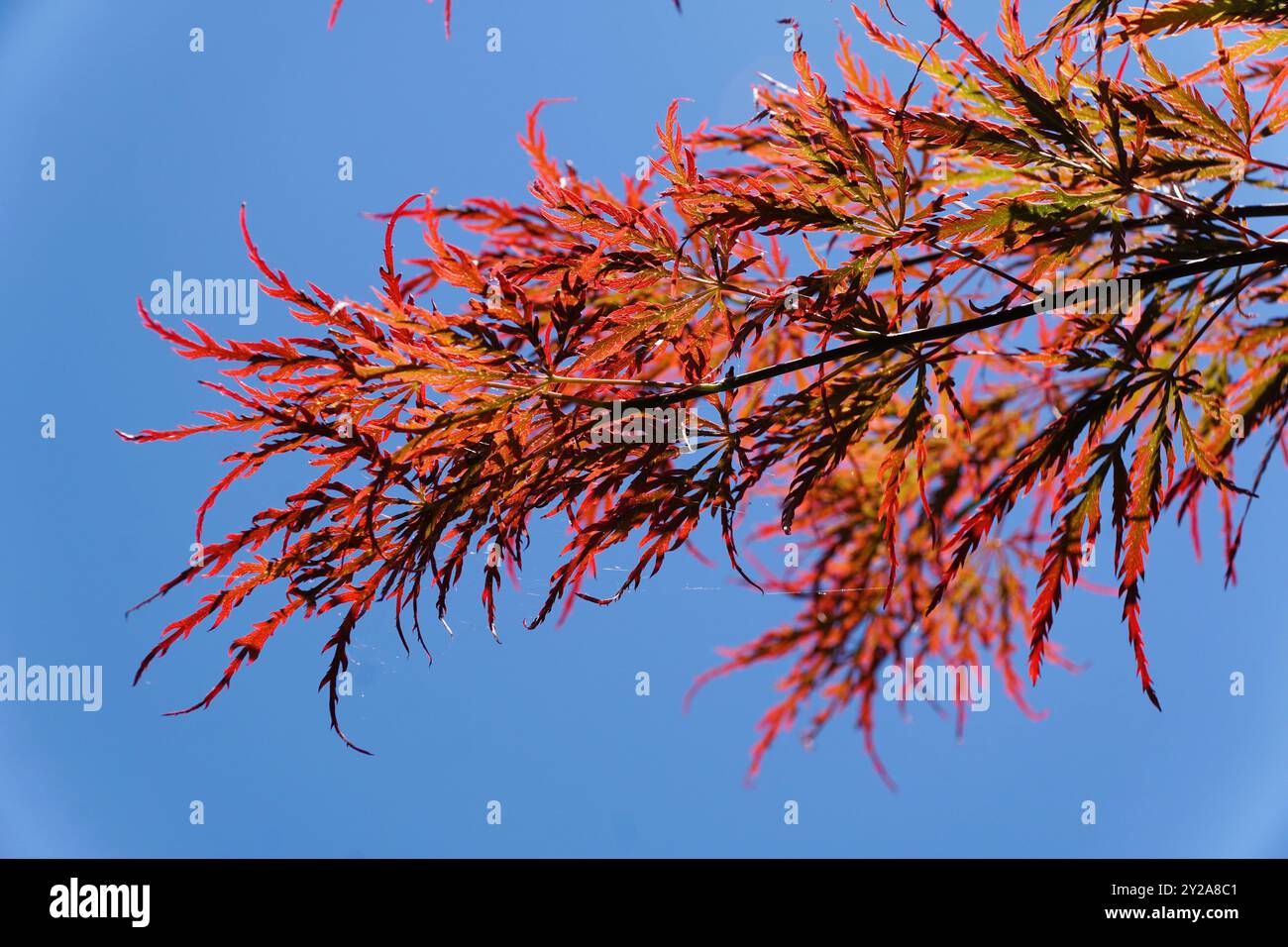 Beautiful tiny red leaves of Threadleaf Japanese maple 'Inaba-Shidare ...