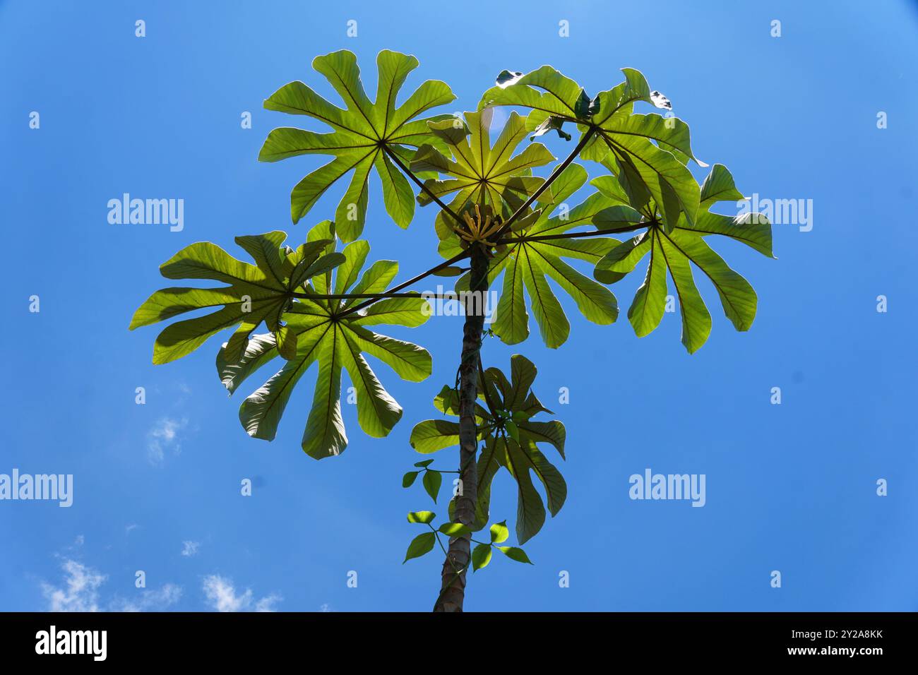 Trumpet tree, also known as Cecropia peltata against the blue sky Stock ...
