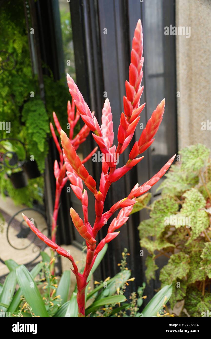 The upright red flowers of hybrid Bromeliad Vriecantarea 'Inferno ...