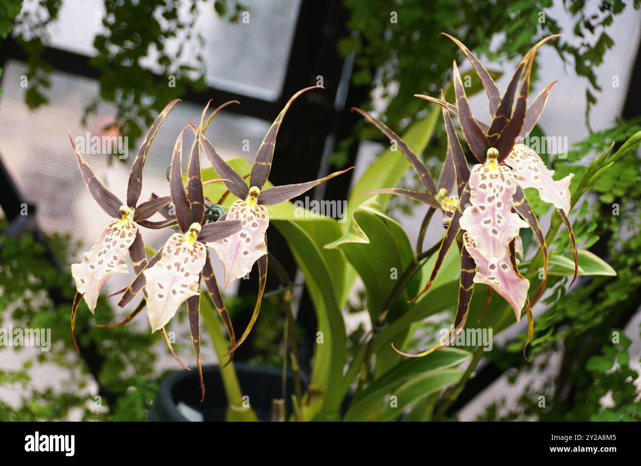 Beautiful purple freckled flowers of Bratonia Shelob 'Okika' orchids at ...