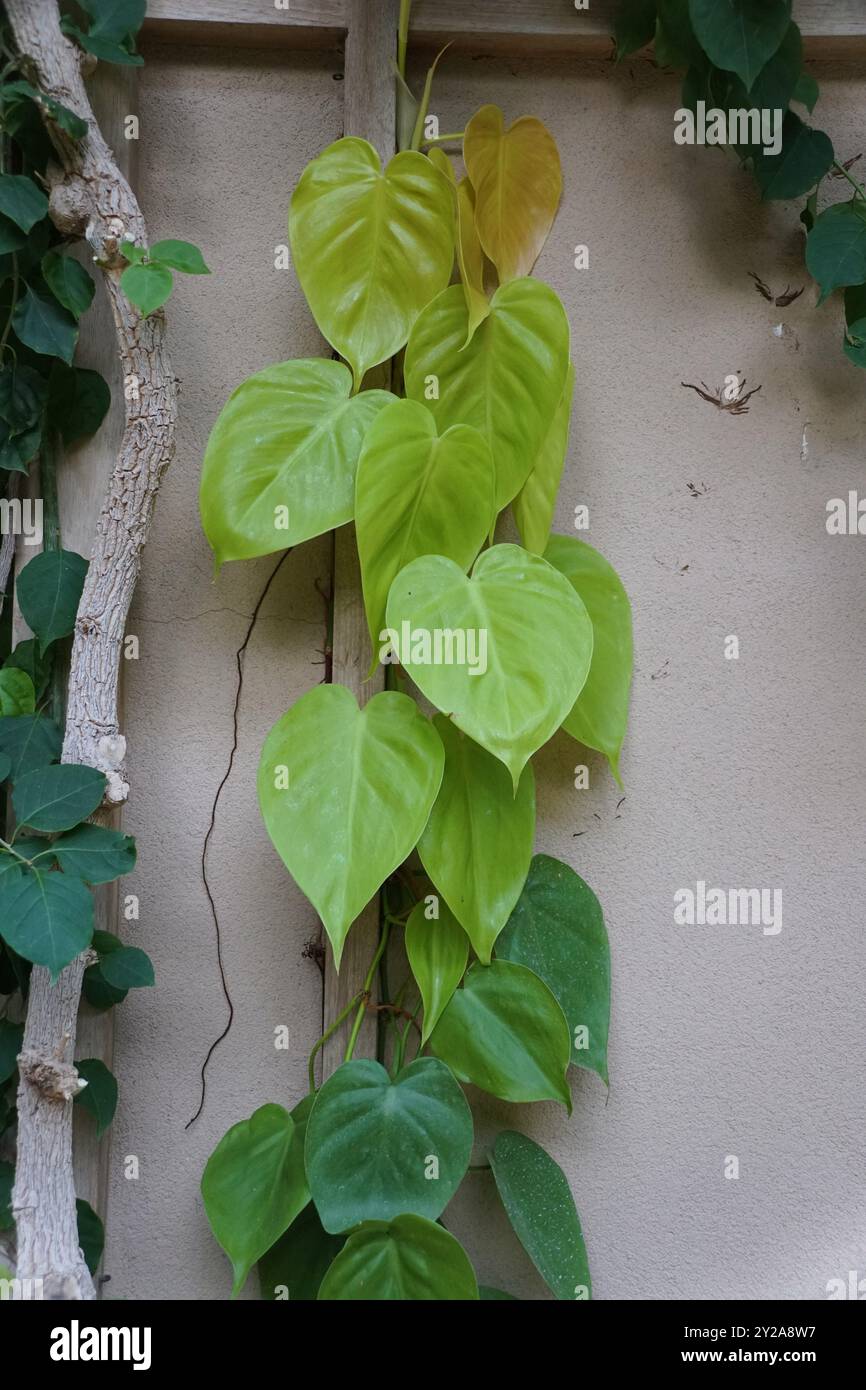 Love shaped leaves of Epipremnum Aureum Neon Pothos climbing on the ...