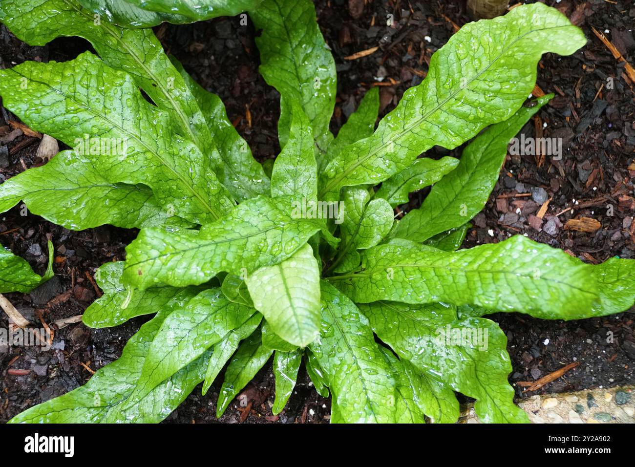 Beautiful leaf pattern of Microsorum Musifolium Crocodyllus Stock Photo ...