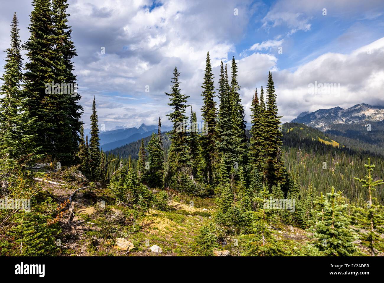 Area B (Shelter Bay/Mica Creek), Canada. 09 September, 2024 Pictured ...