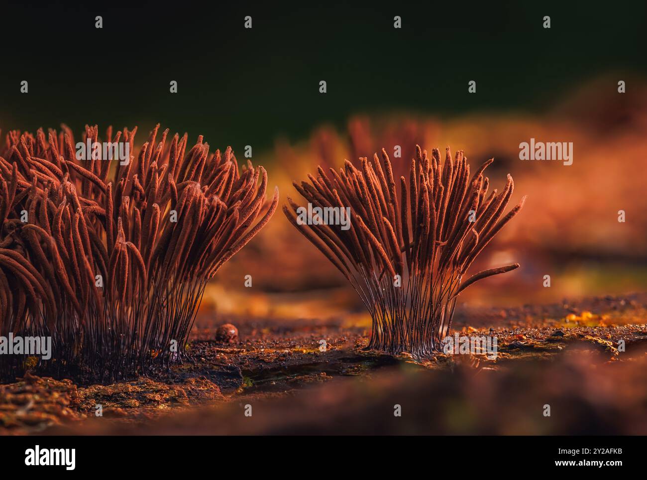 Chocolate tube slime mold - Stemonitis axifera Stock Photo - Alamy