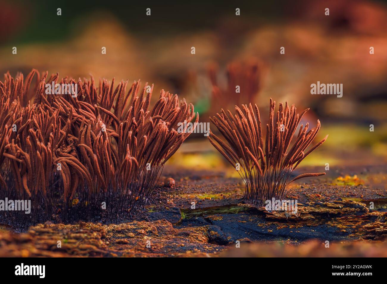 Chocolate tube slime mold - Stemonitis axifera Stock Photo - Alamy