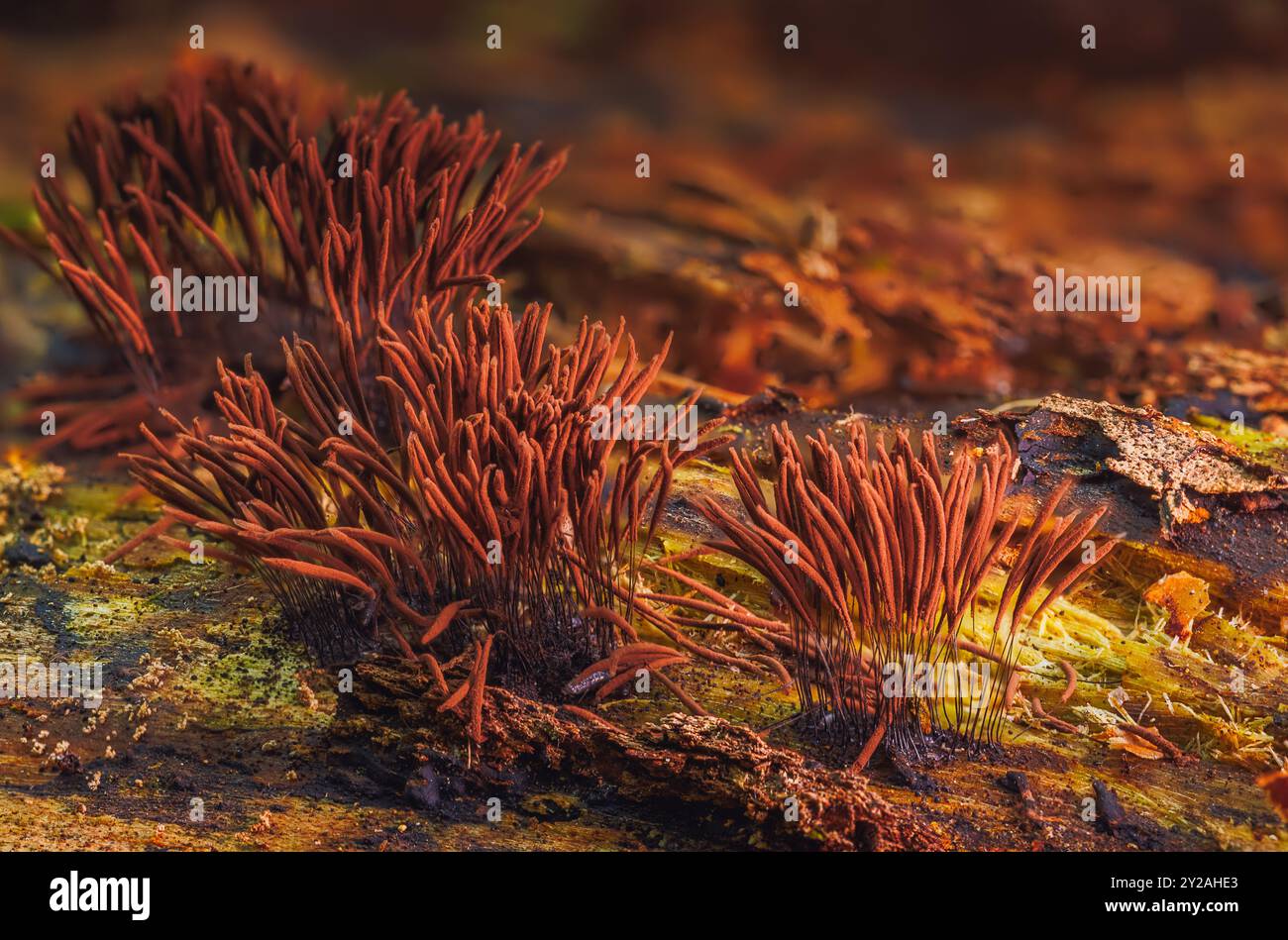 Chocolate tube slime mold - Stemonitis axifera Stock Photo - Alamy