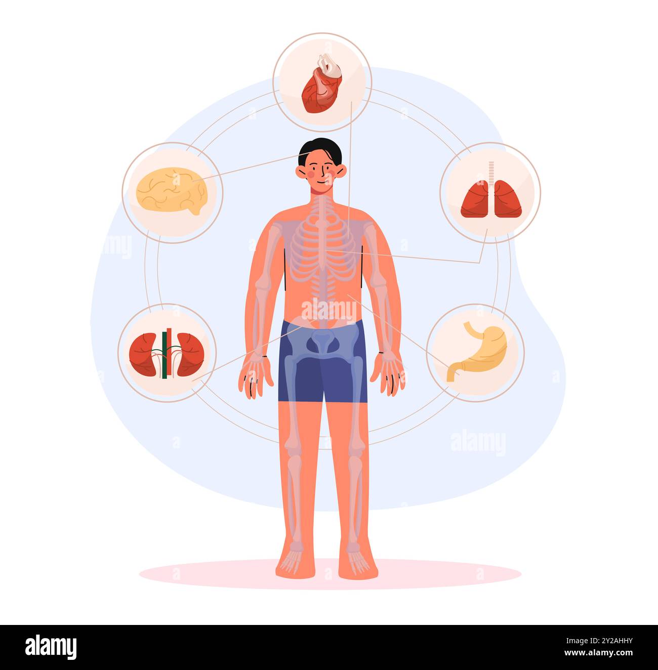 Organs and skeleton. Biological and anatomical structure of body ...