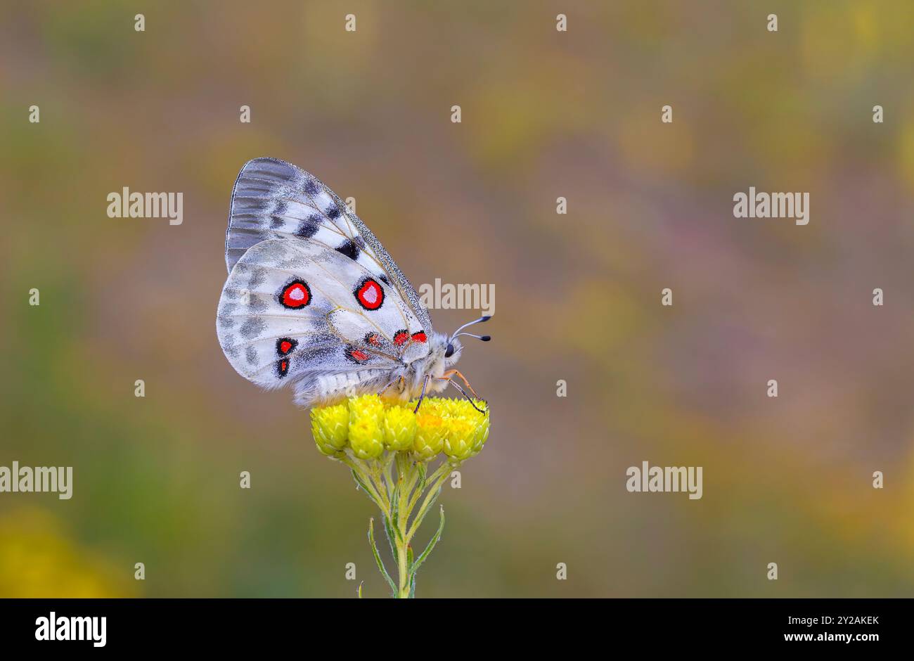 white-coloured, red-black-spotted mountain butterfly that wanders at ...