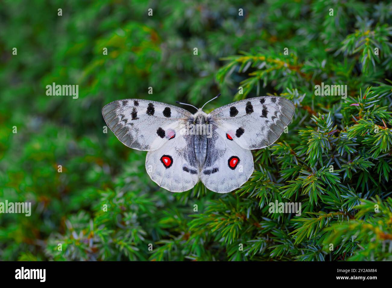 white-coloured, red-black-spotted mountain butterfly that wanders at ...