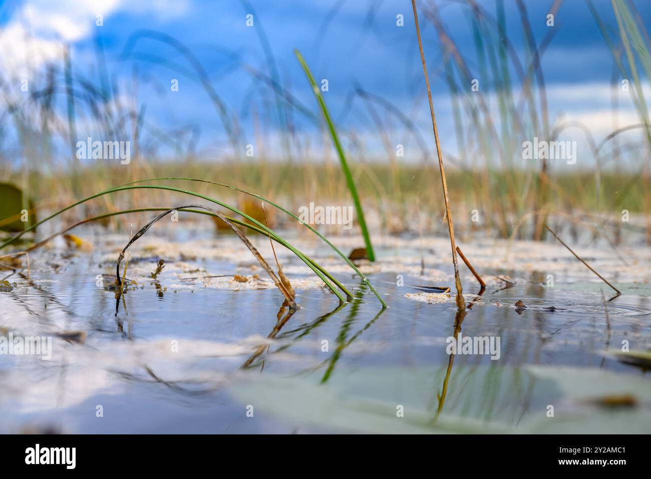 low level view along the water surface of wetland swamp in the ...