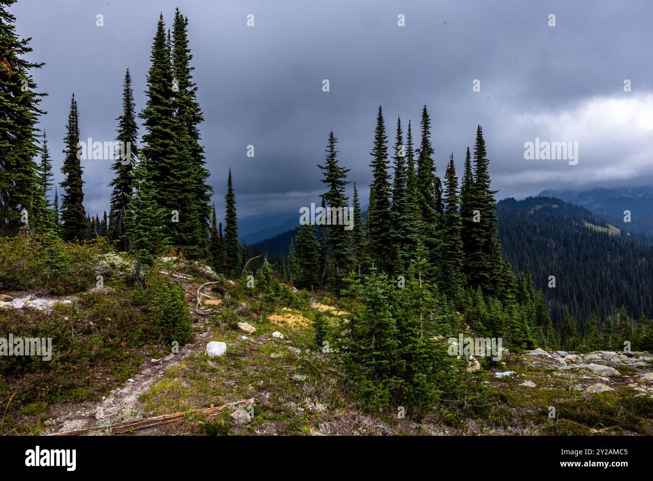 Area B (Shelter Bay/Mica Creek), Canada. 09 September, 2024 Pictured ...