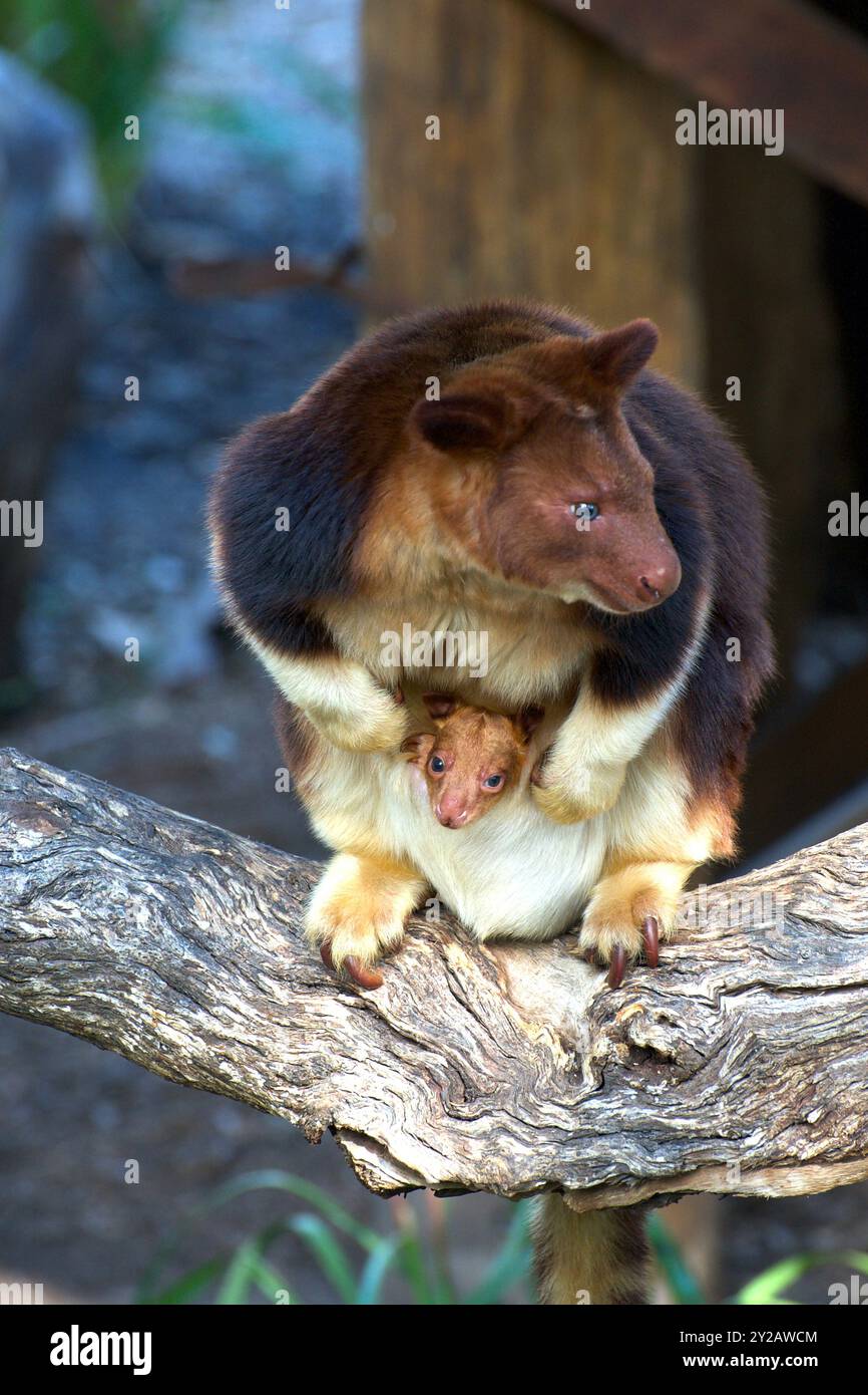 Tree Kangaroos (Dendrolagus Goodfellow) are threatened in the wild ...