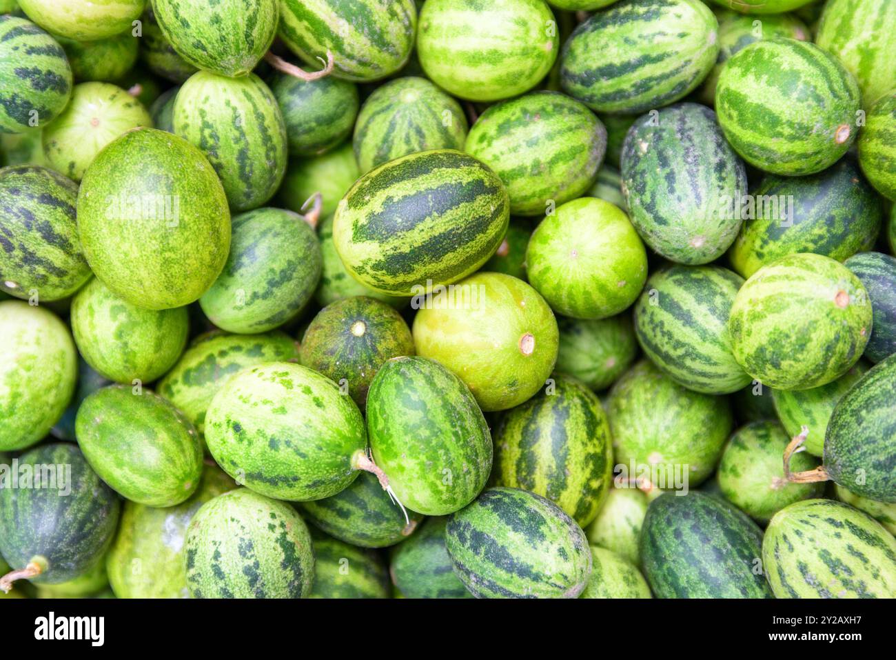 Fresh ripe small watermelons. Freshly harvested sweet fruits Stock ...