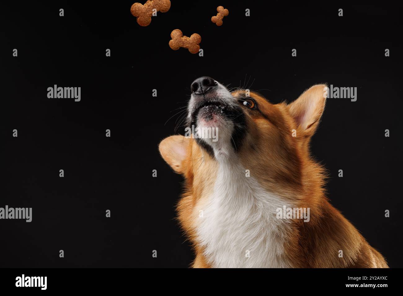 Pembroke Welsh Corgi dog catching flying bone food on isolated dark ...
