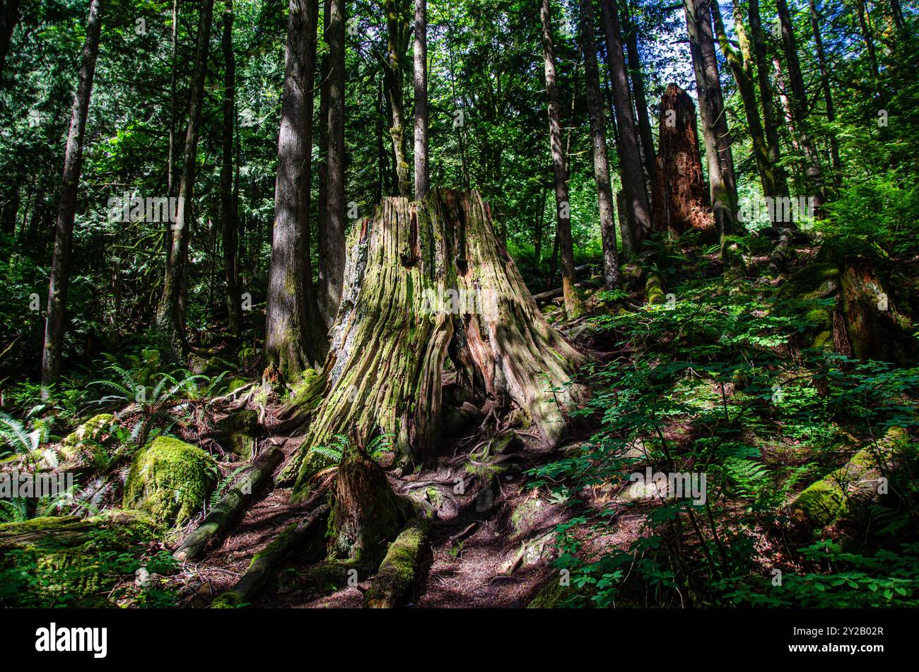 Decaying stump of a large tree in a dense forest with moss covered ...