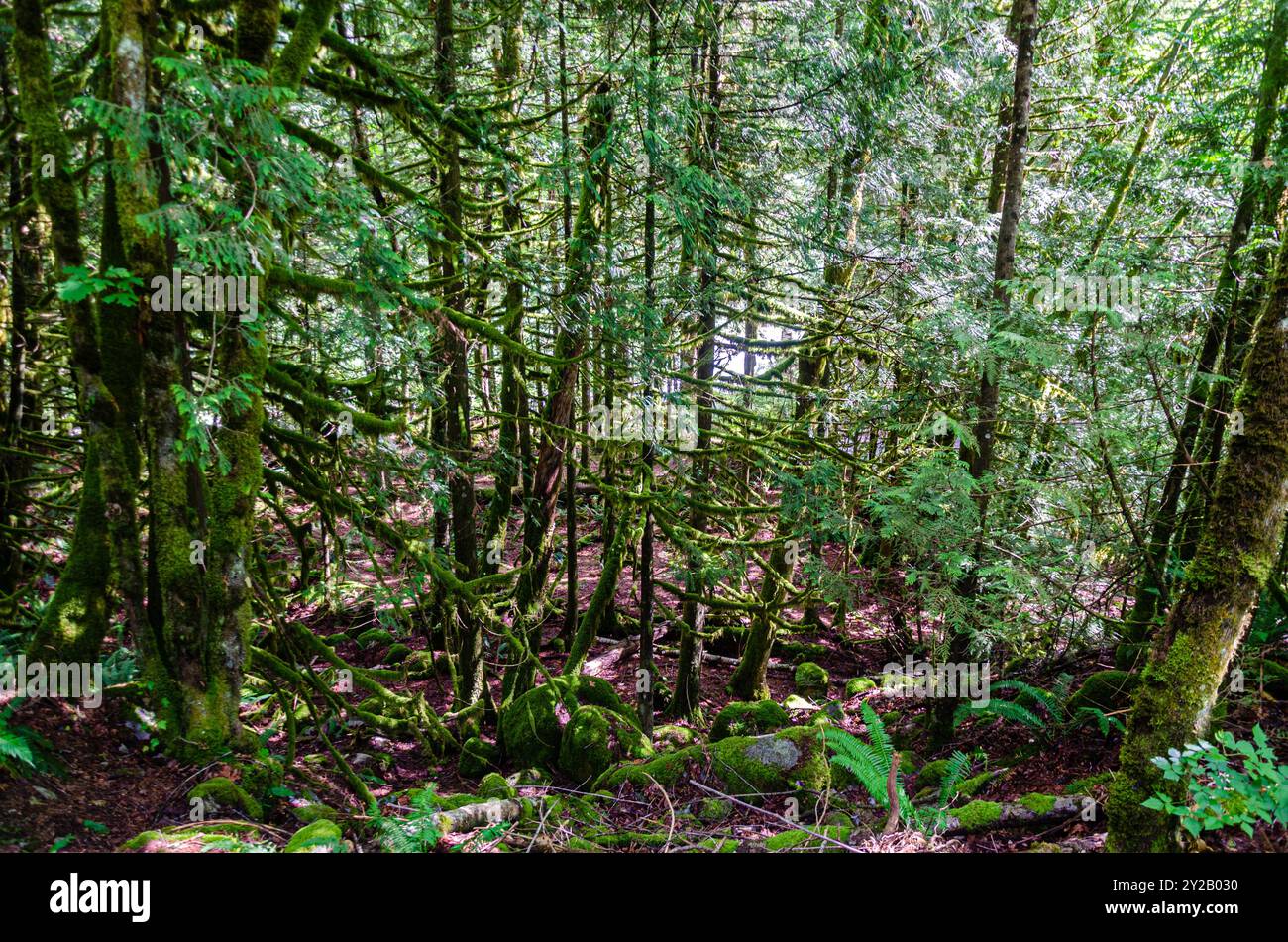 Inside a pine tree forest with streams, large moss covered pine trees ...