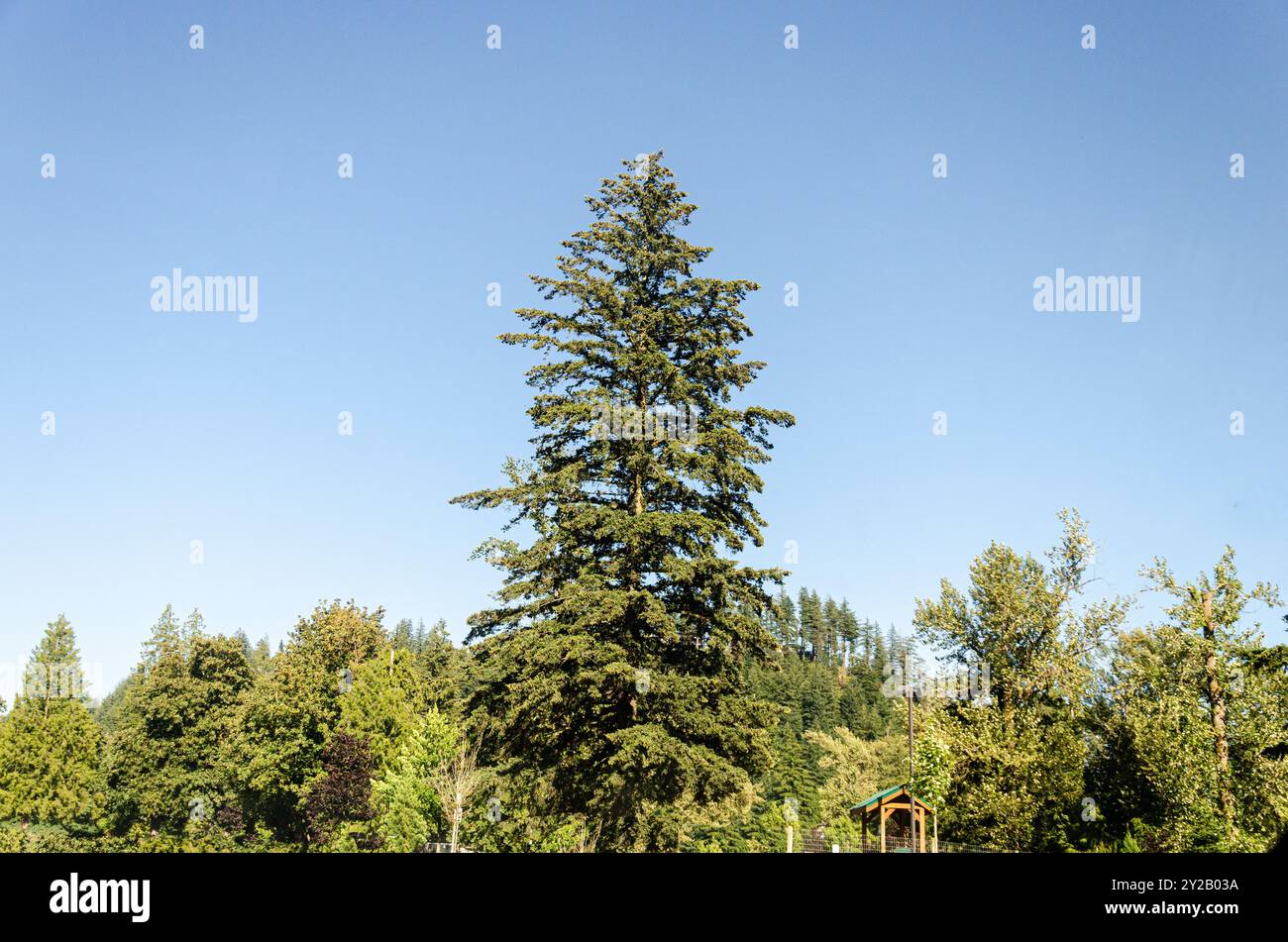 Tall evergreen cedar tree surrounded by other smaller trees stands out ...