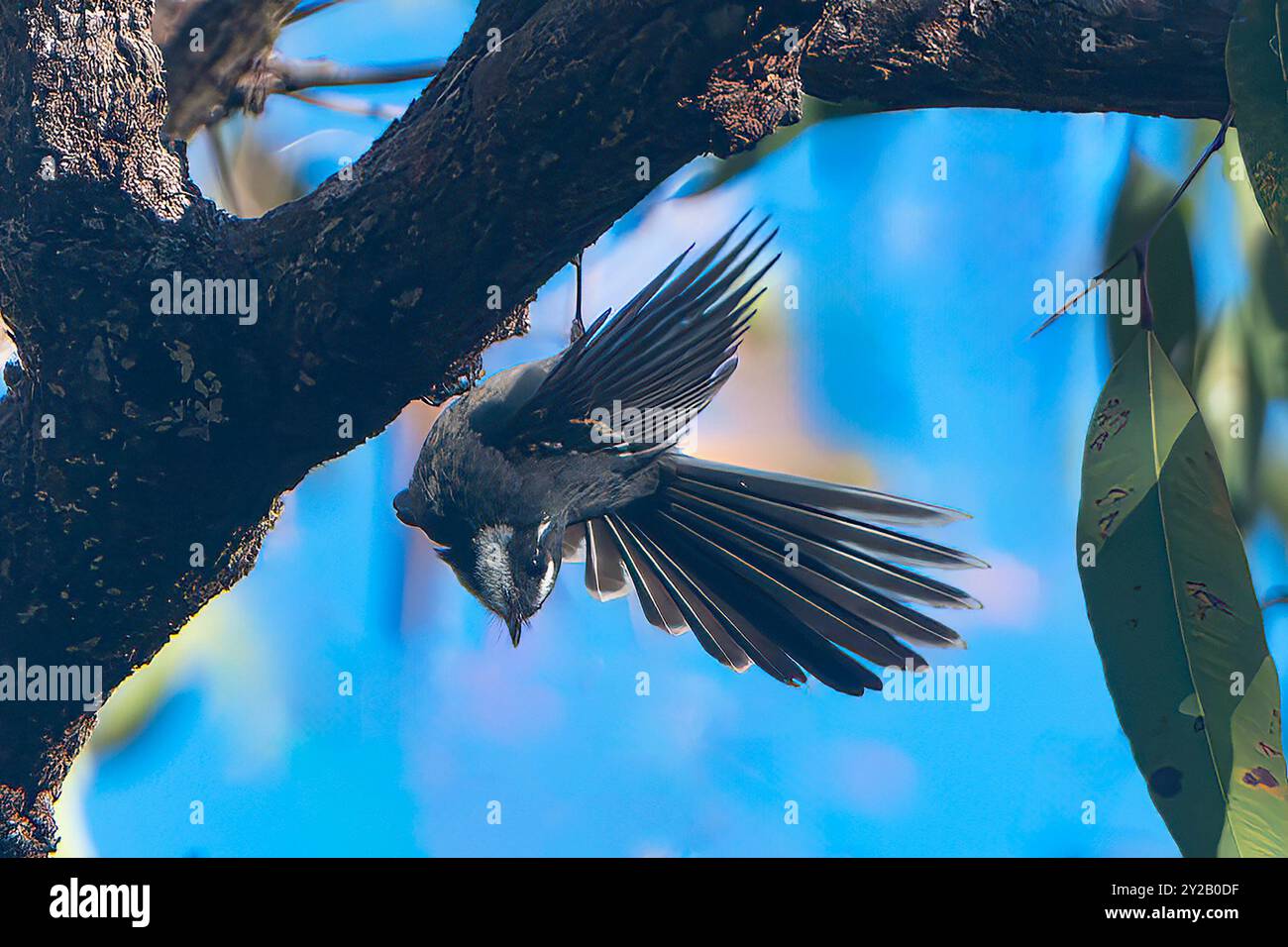 Grey Fantail (Rhipidura fuliginosa) hanging upside down while foraging ...