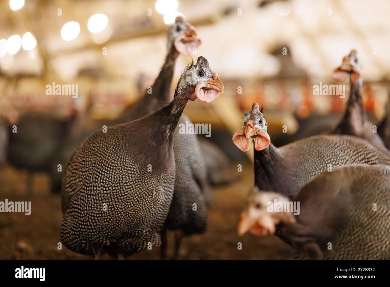 A group of guinea fowls on a poultry farm pecking at a feeder. Growing ...