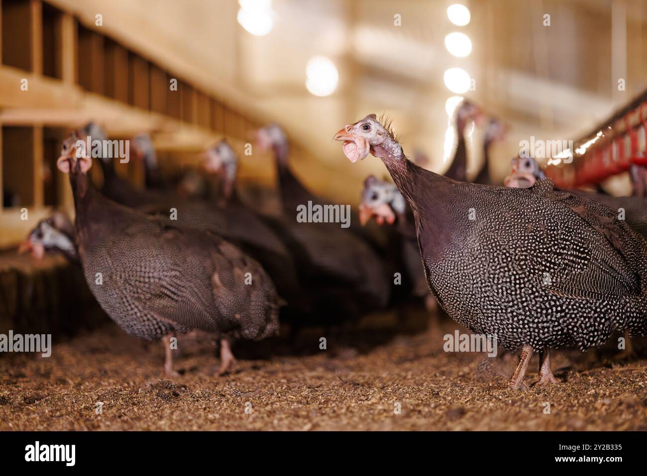 A group of guinea fowls on a poultry farm pecking at a feeder. Growing ...