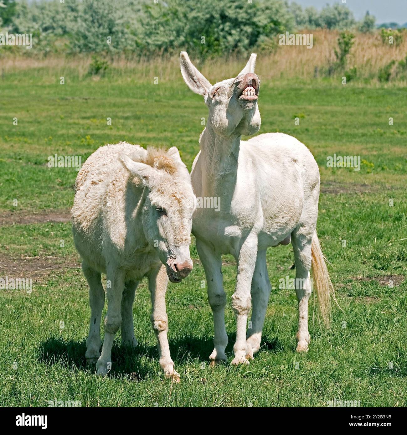Austrian-Hungarian white donkeys, couple. National park Lake Neusiedl ...