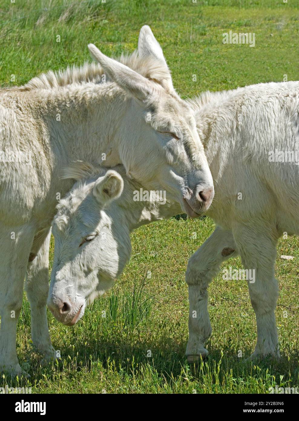 White Austrian-Hungarian Donkeys, also called "Baroque"-Donkeys, were ...
