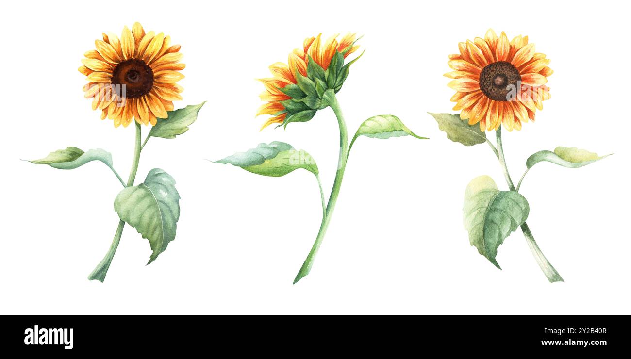 A set of yellow sunflowers, vibrant large annual forb plant. Hand drawn ...