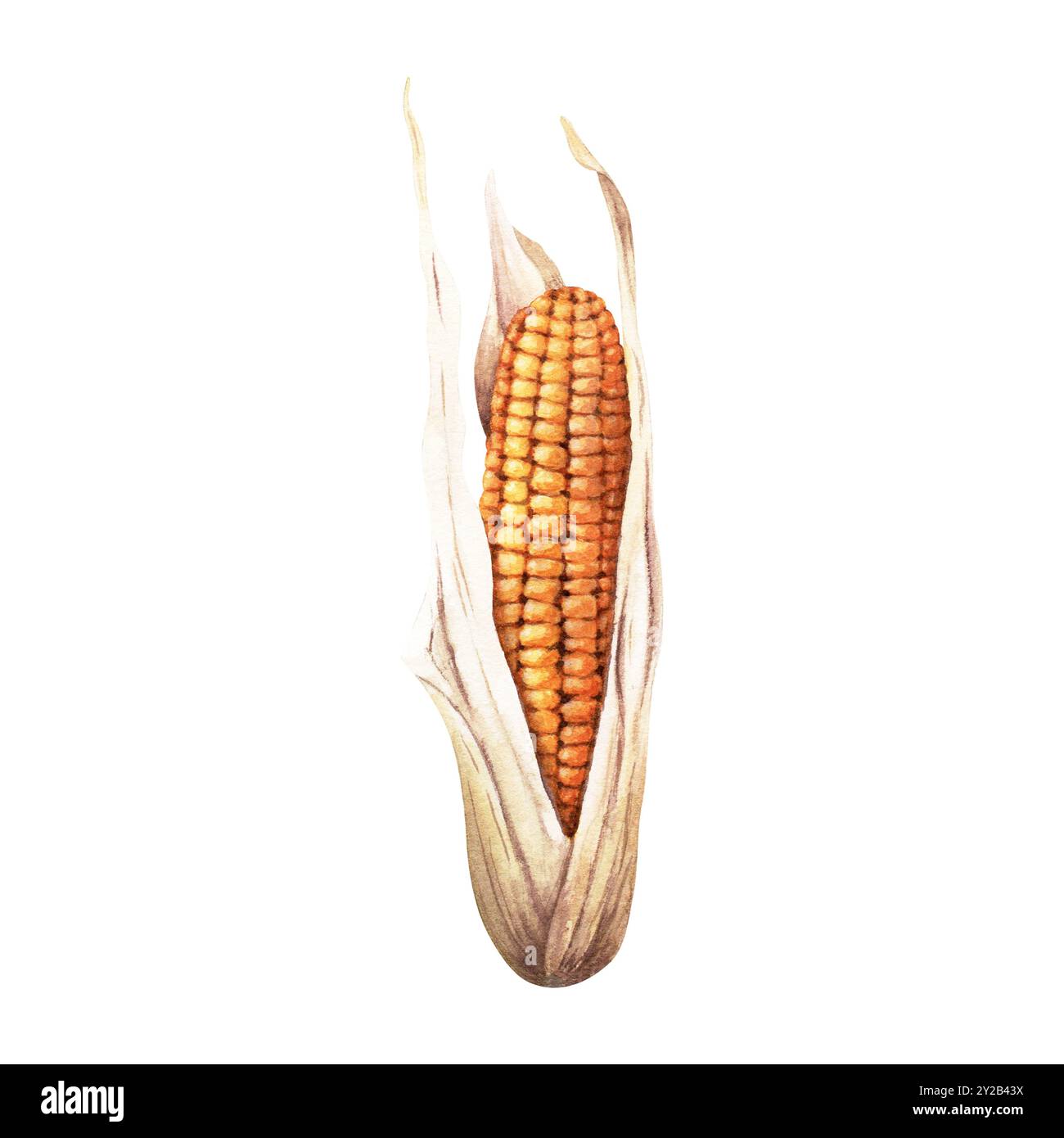 Yellow, dried sweet corncob, maize. Hand drawn botanical watercolor ...