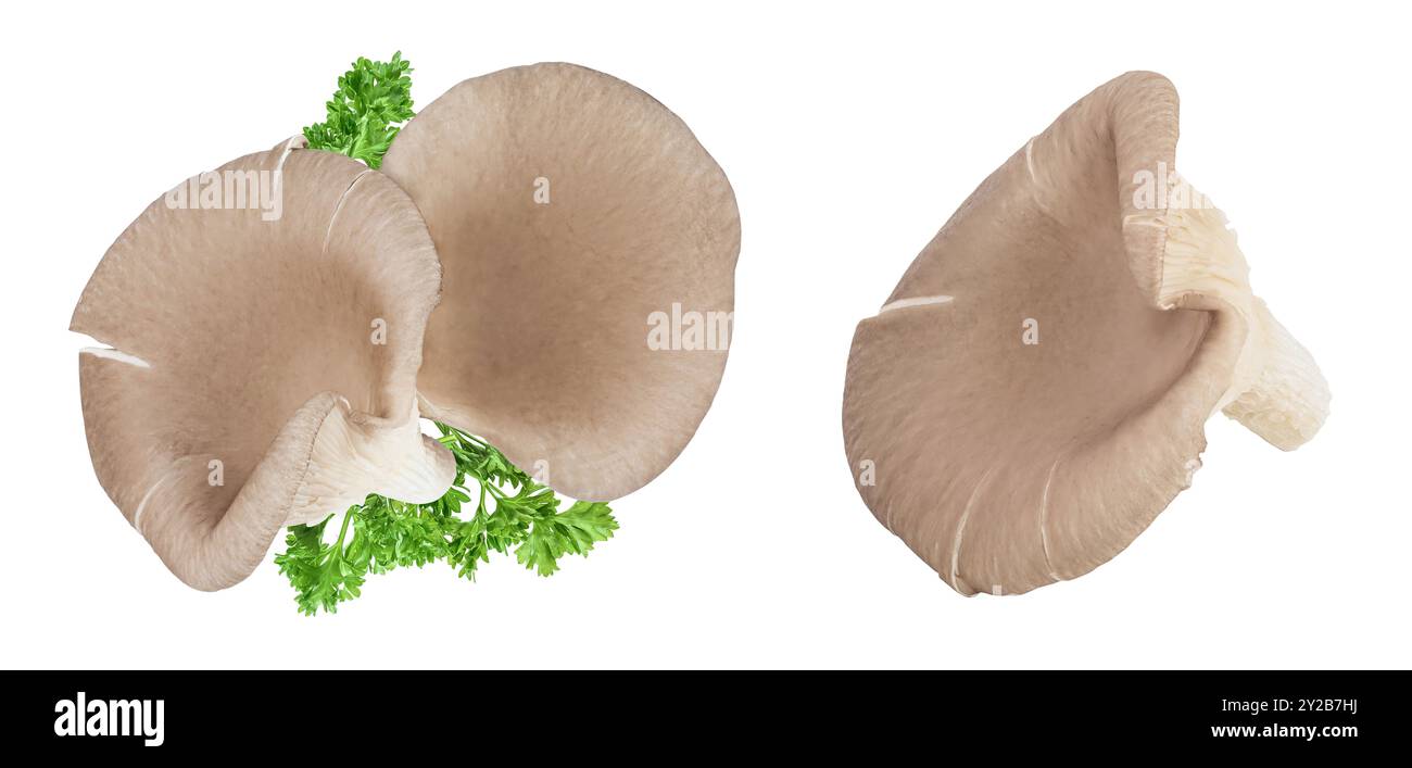Oyster mushrooms isolated on white background with full depth of field ...