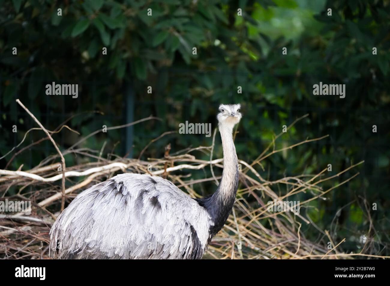 Flightless nature hi-res stock photography and images - Alamy