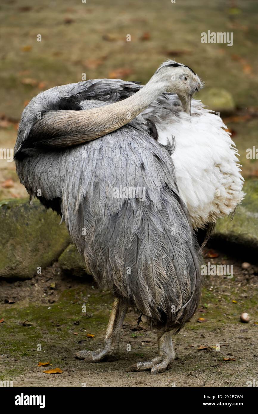 Portrait of a Rhea. Large flightless ratite. Greater rhea Stock Photo ...