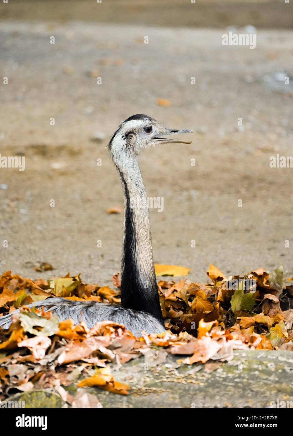 Ratite bird hi-res stock photography and images - Alamy