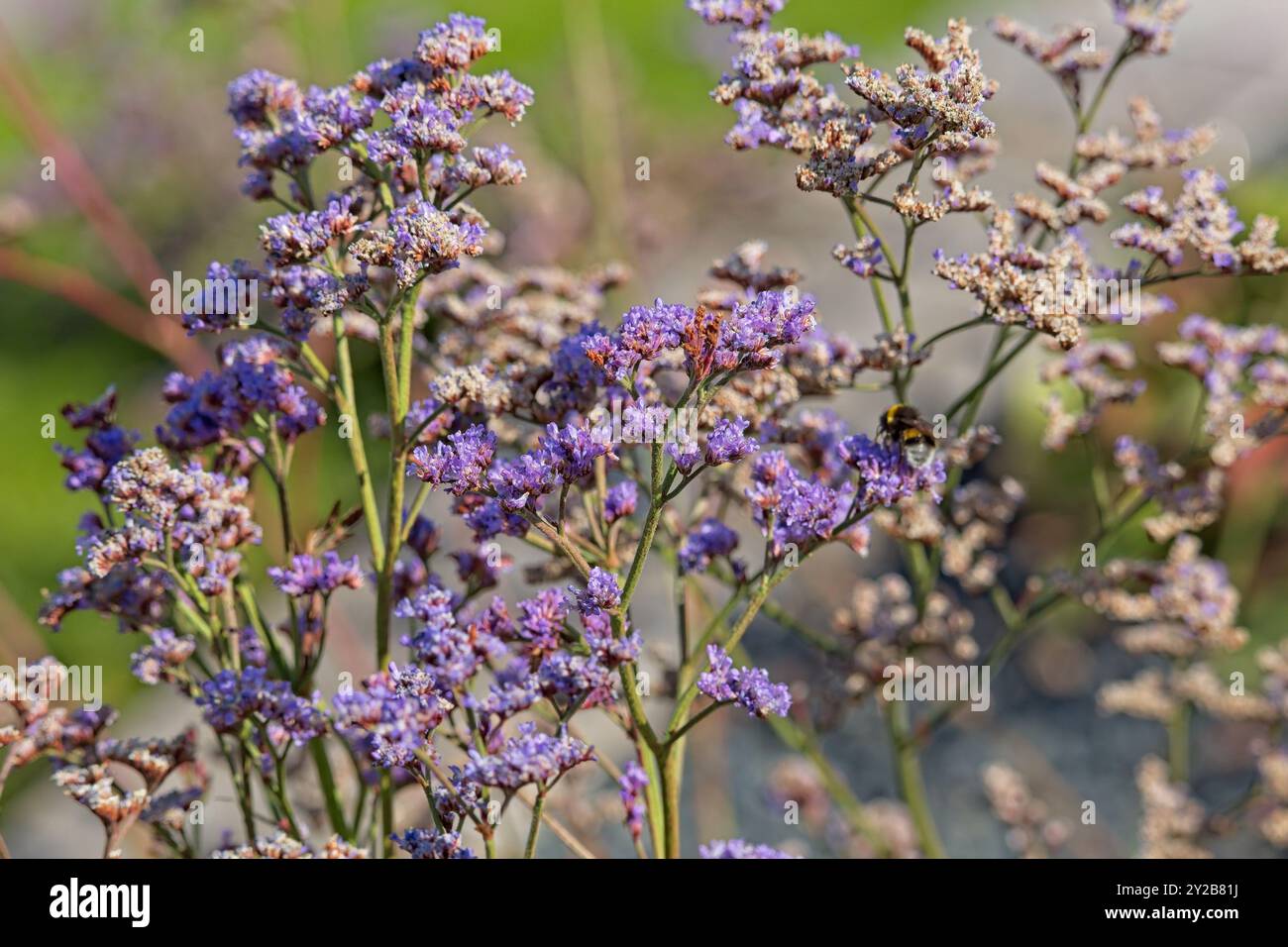 Siberian statice limonium gmelinii hi-res stock photography and images ...