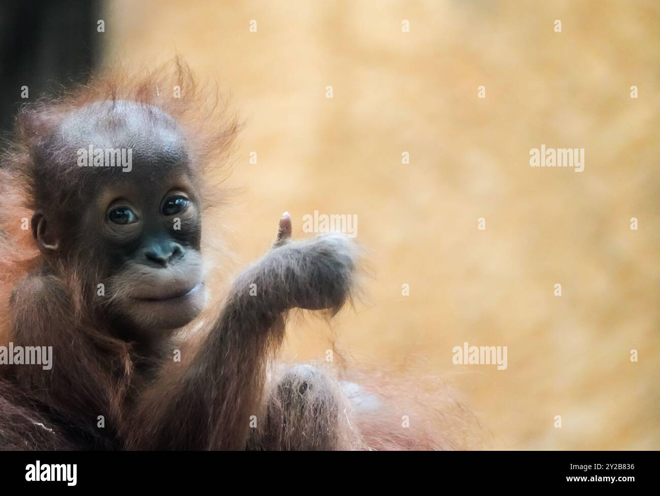 Portrait of a young orangutan baby. Cute grinning monkey shows thumbs ...