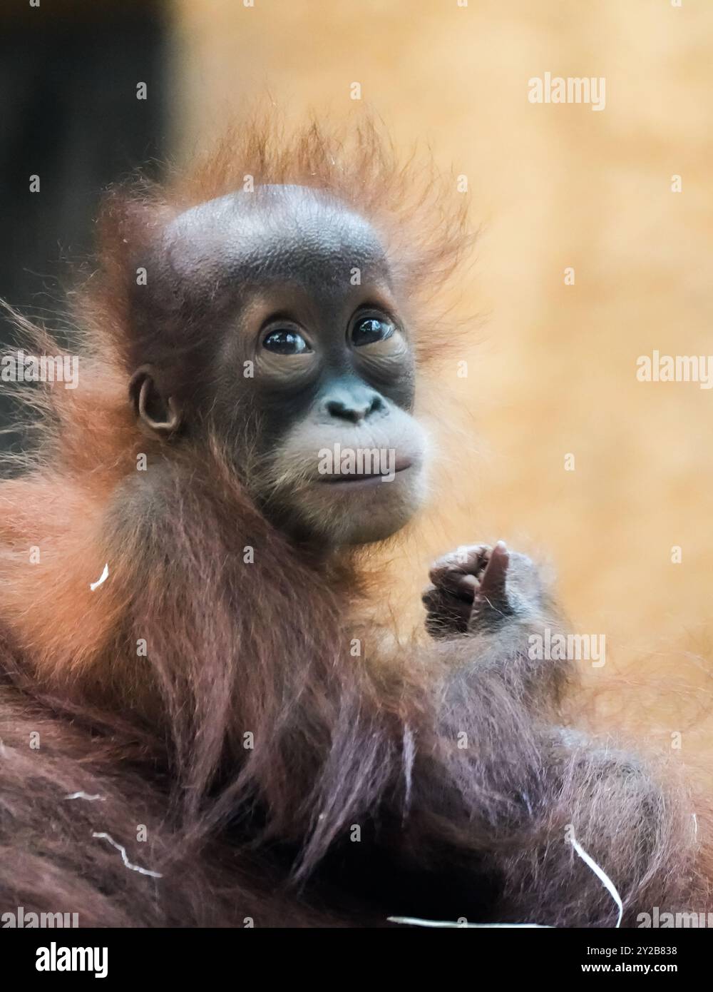 Portrait of a young orangutan baby. Sweet monkey Stock Photo - Alamy
