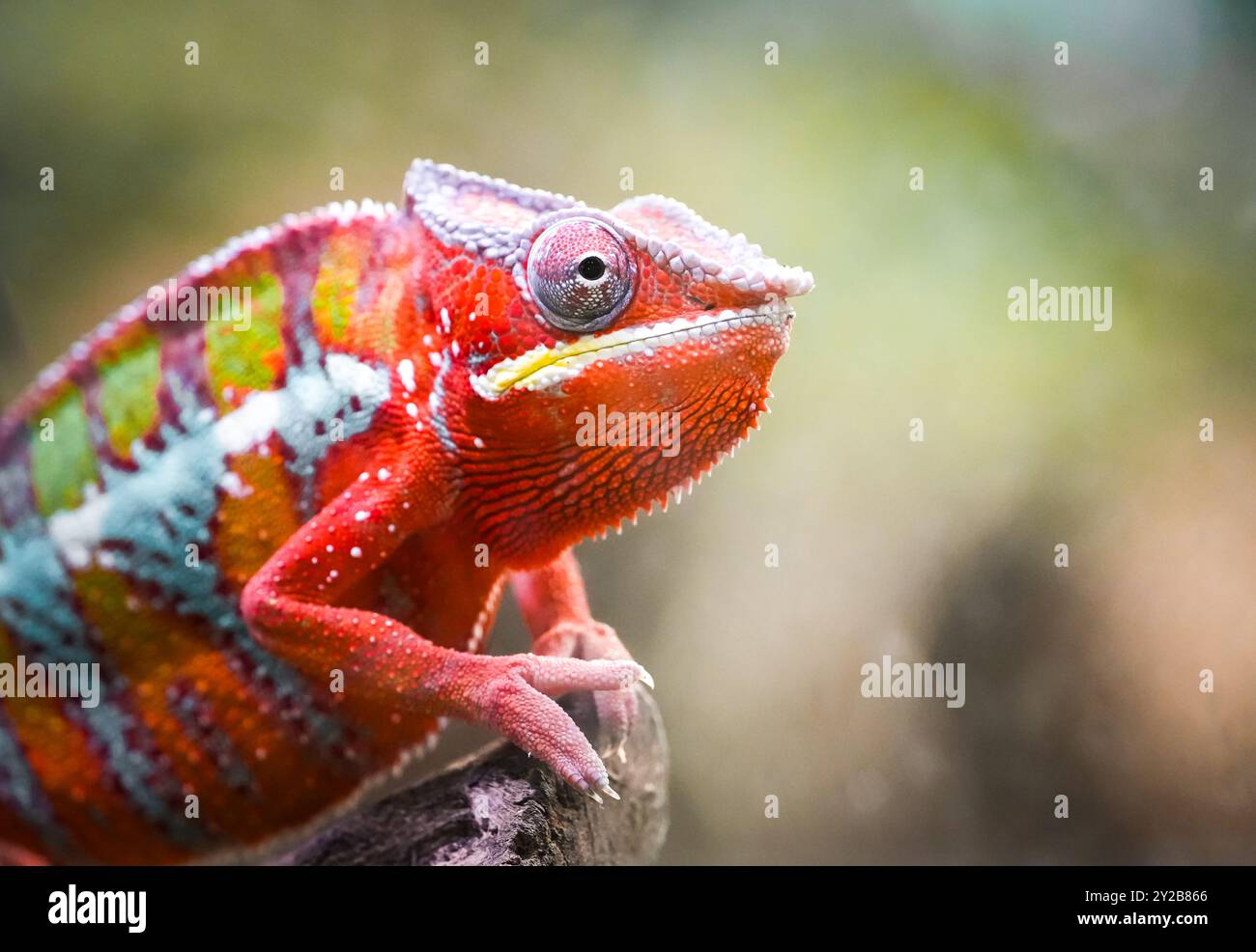 Side portrait of a panther chameleon with colorful skin coloring ...