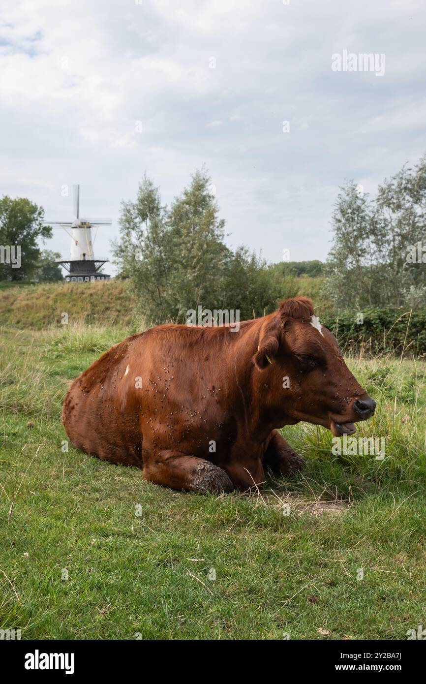 A cow with too many flies in the Dutch countryside lying in green grass ...