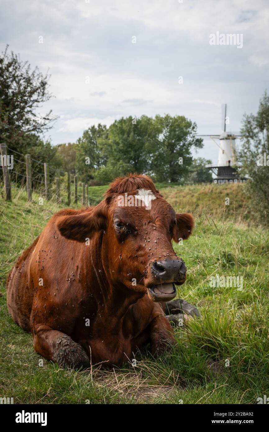 A cow with too many flies in the Dutch countryside lying in green grass ...
