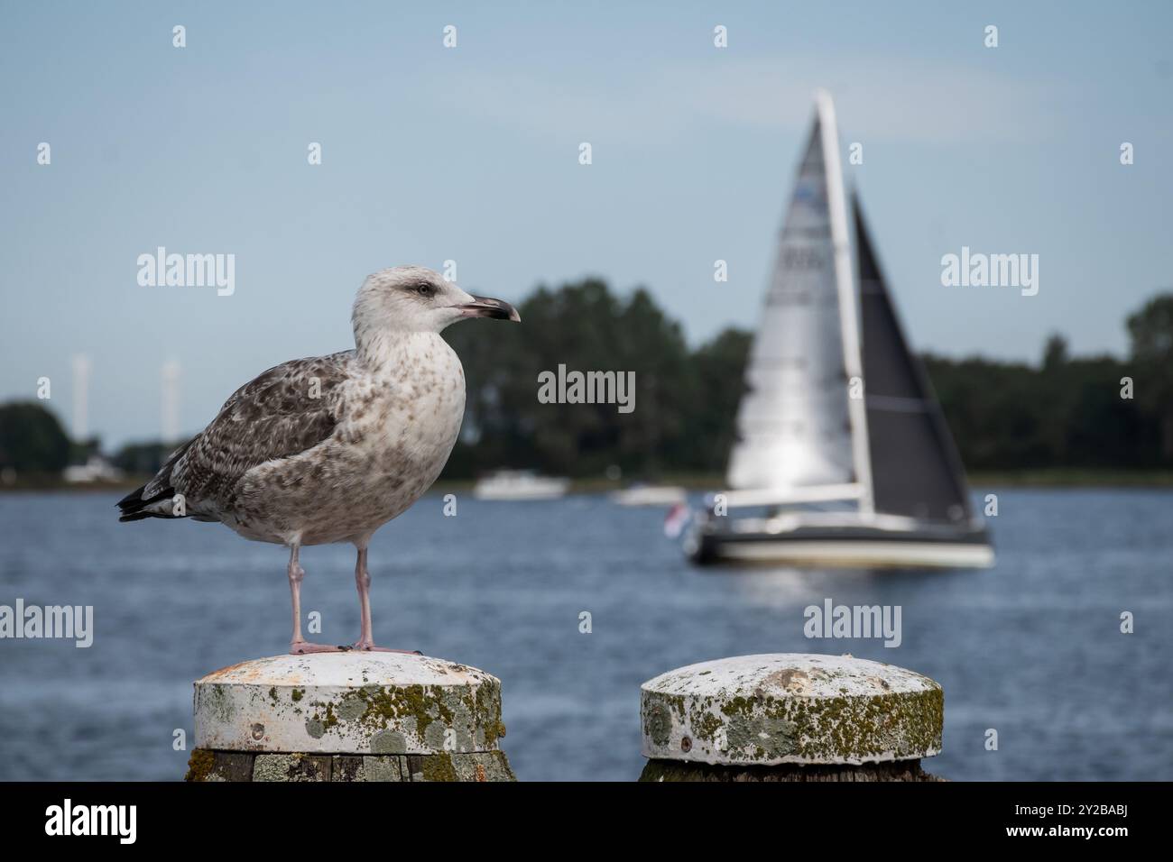seagull coastal bird with sailboat in background. sea water environment ...