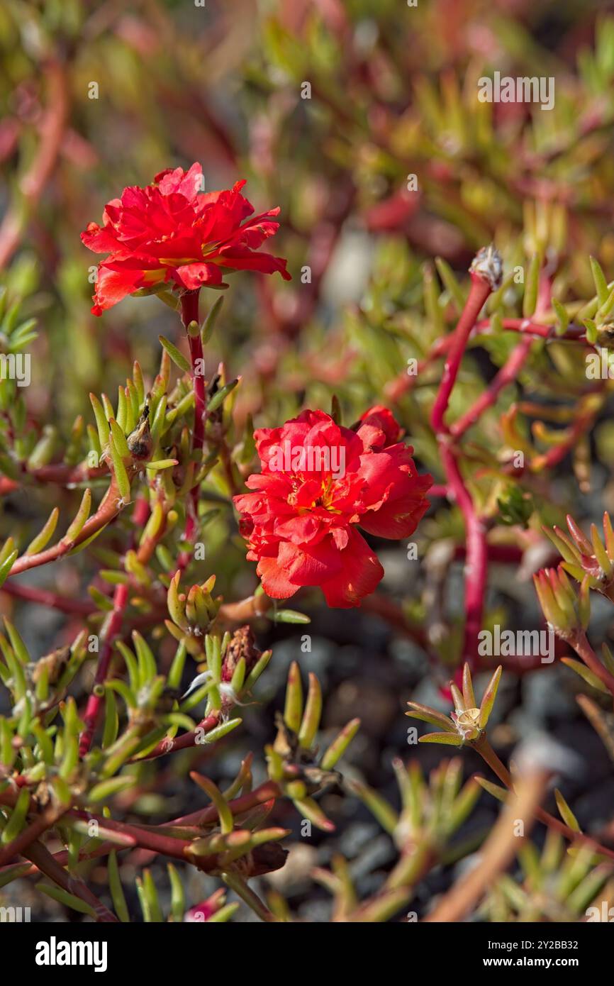 Closeup of portulaca grandiflora, known as moss rose is a succelent ...