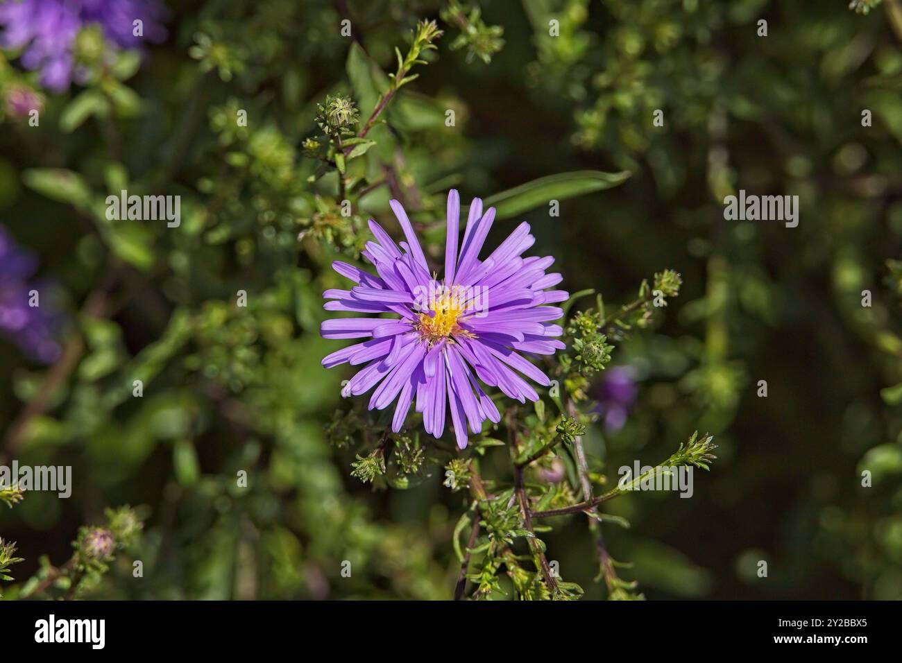 Closeup of symphyotrichum novi-belgii, commonly called New York aster ...