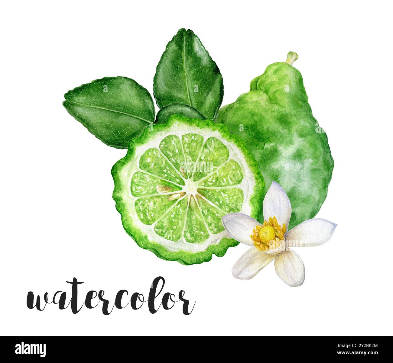 Hand-Painted Watercolor Bergamot Fruit Botanical Illustration Stock ...