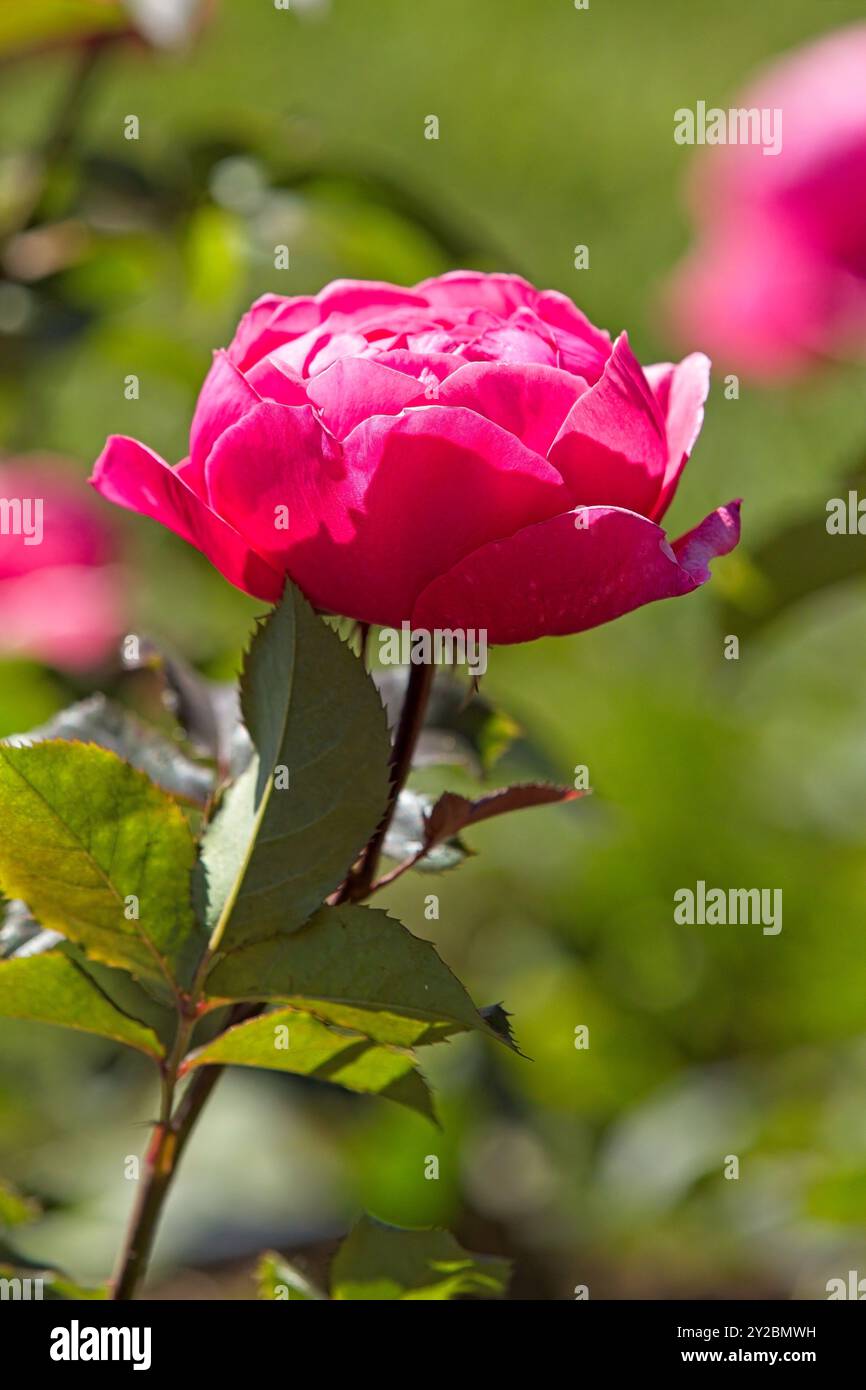 Rosa gartenprinzessin matie jose hi-res stock photography and images ...