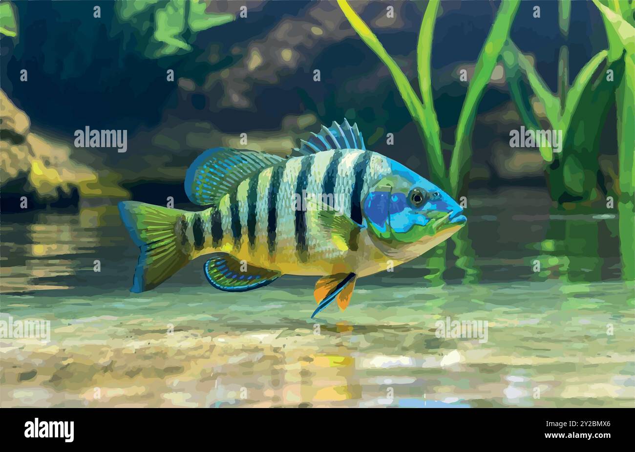 Explore the world of Peacock Bass Fish, South America's colorful ...