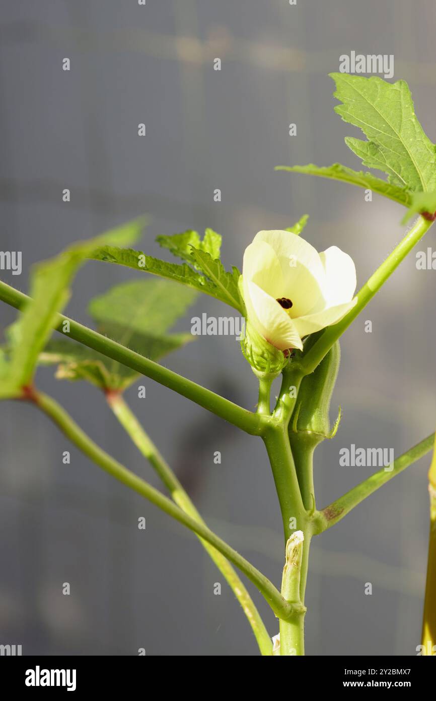 Growing okra in the garden - fruiting period close-up: the upper part ...